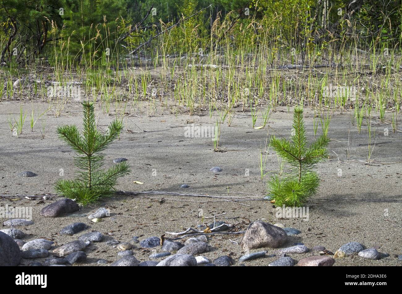 Small pine trees hi-res stock photography and images - Alamy