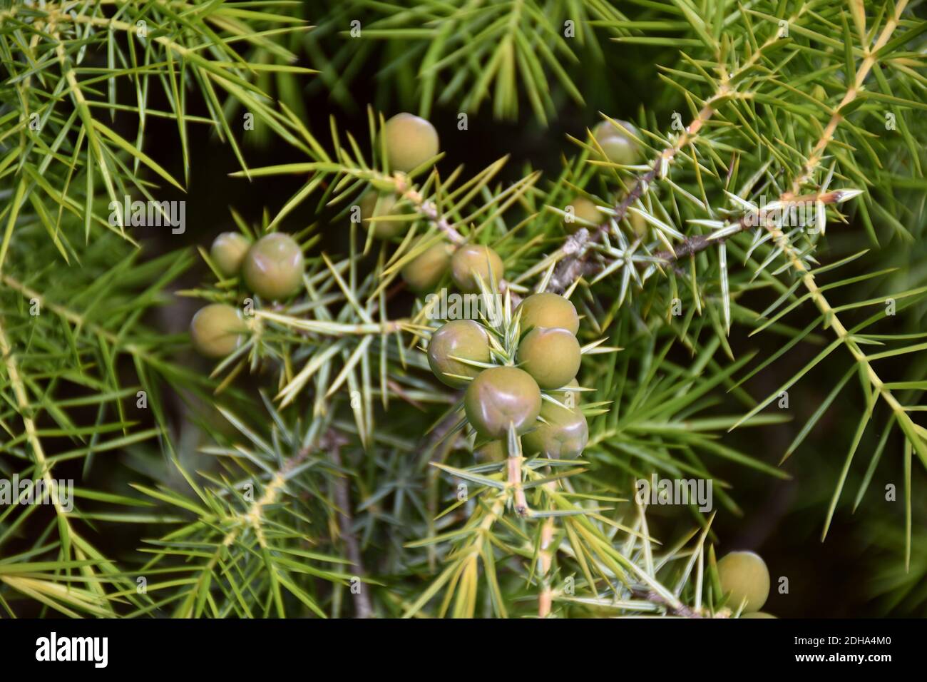 Common juniper juniperus communis with berries hi-res stock photography ...