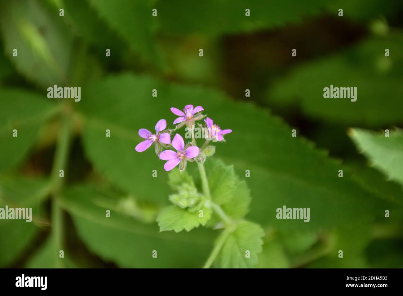 Geranium moschatum hi-res stock photography and images - Alamy