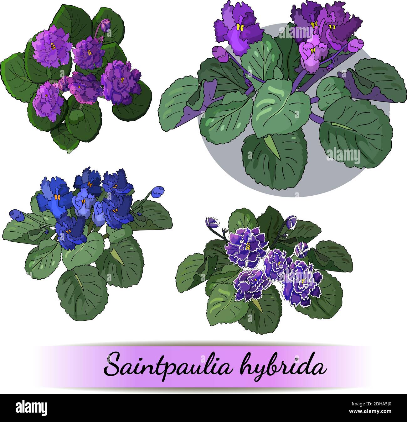 Vector set of flowering African violets with flowers of different ...