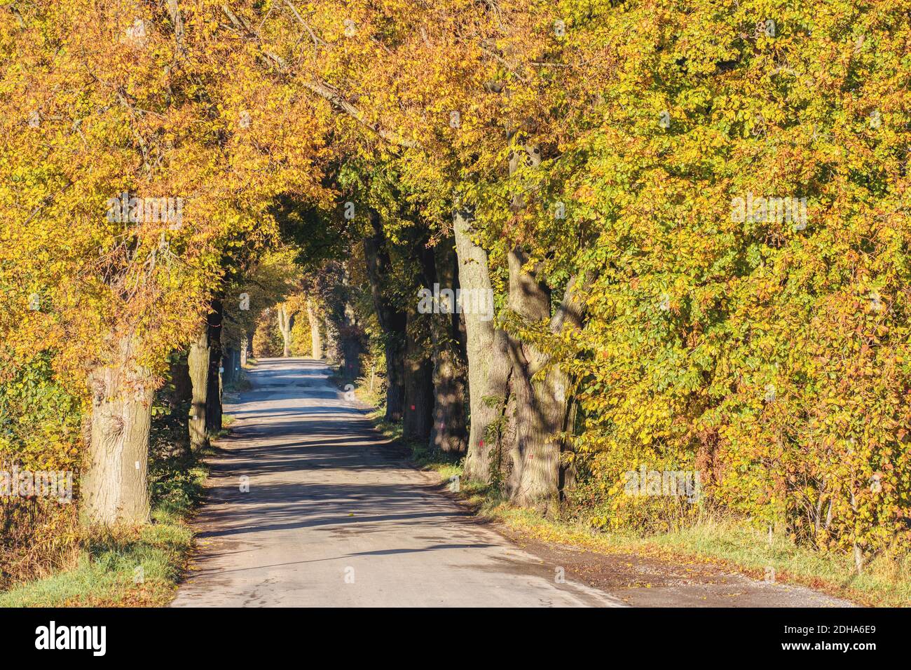 Tunnel Autumn Road High Resolution Stock Photography and Images - Alamy