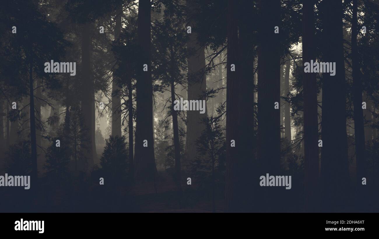 Black tree trunk in a dark pine tree forest Stock Photo - Alamy