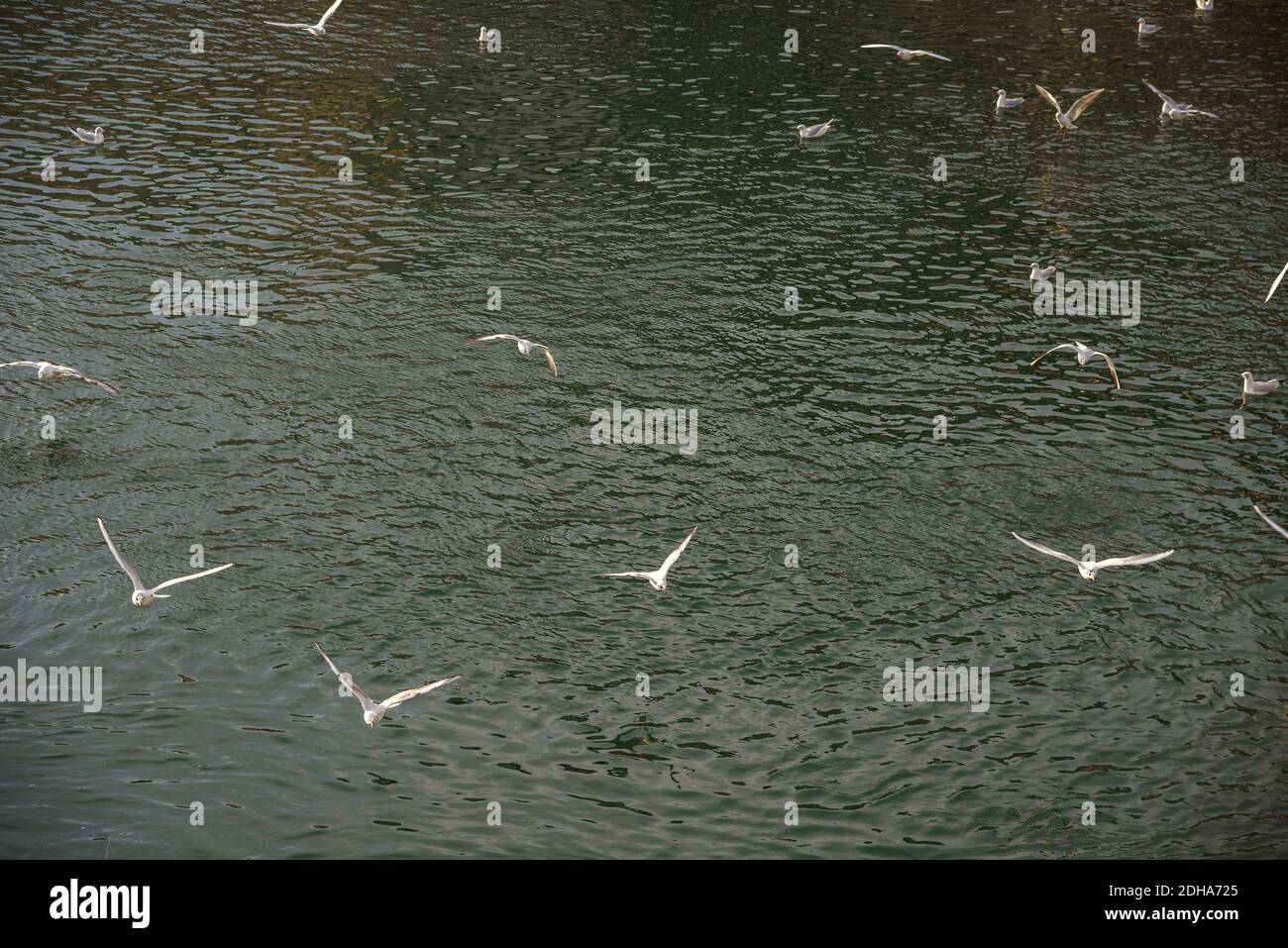 Seagull swarm at the beach hi-res stock photography and images - Alamy