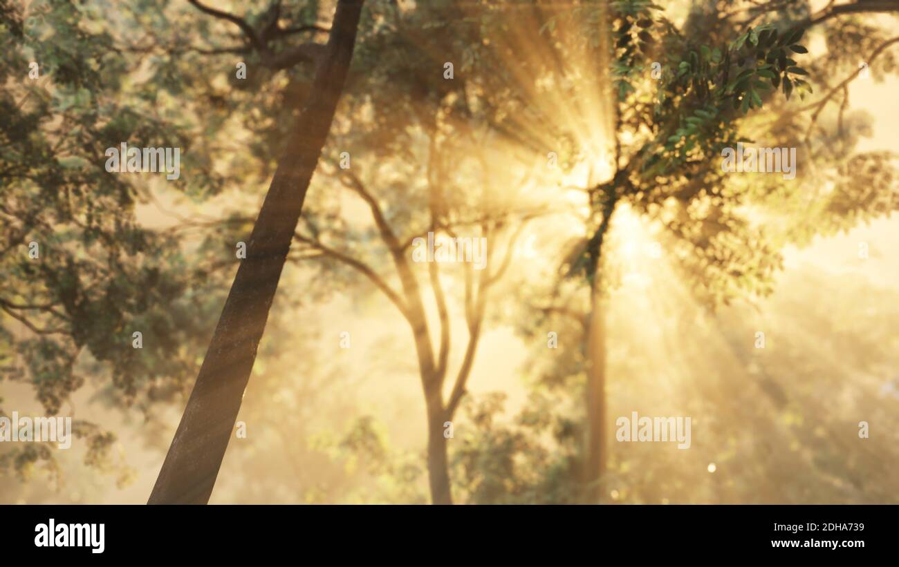 Rays bursting sunlight in misty hi-res stock photography and images - Alamy