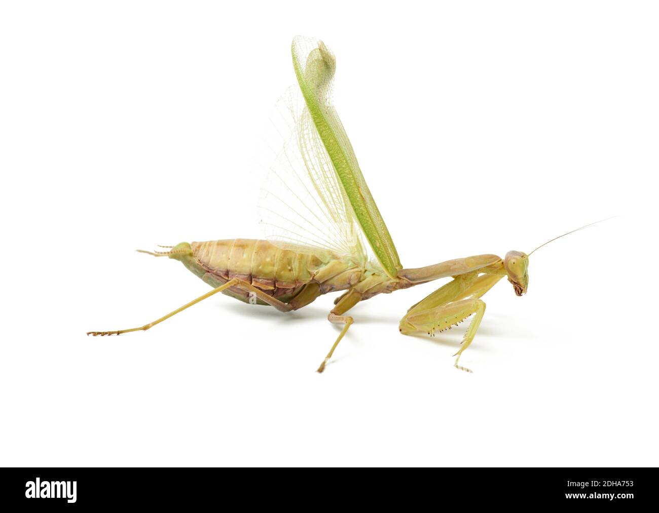 Large green mantis spread its wings, insect isolated on white ...