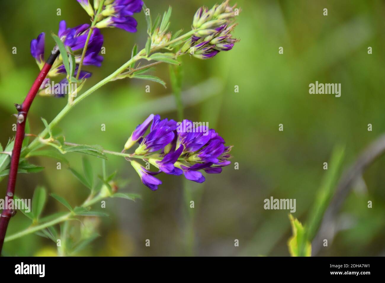 Purple flowers of Medicago sativa Stock Photo - Alamy