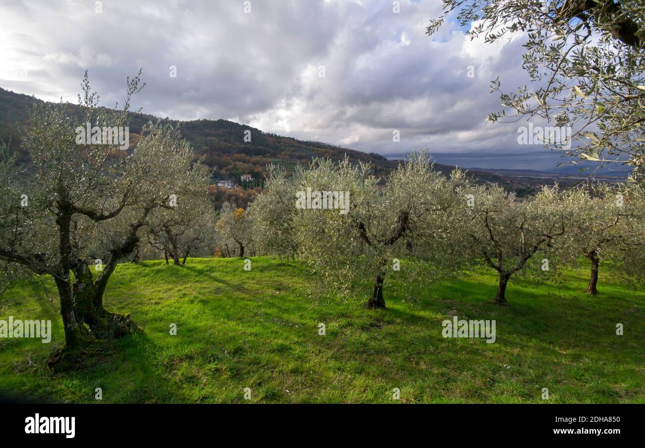 Olive harvest hi-res stock photography and images - Alamy