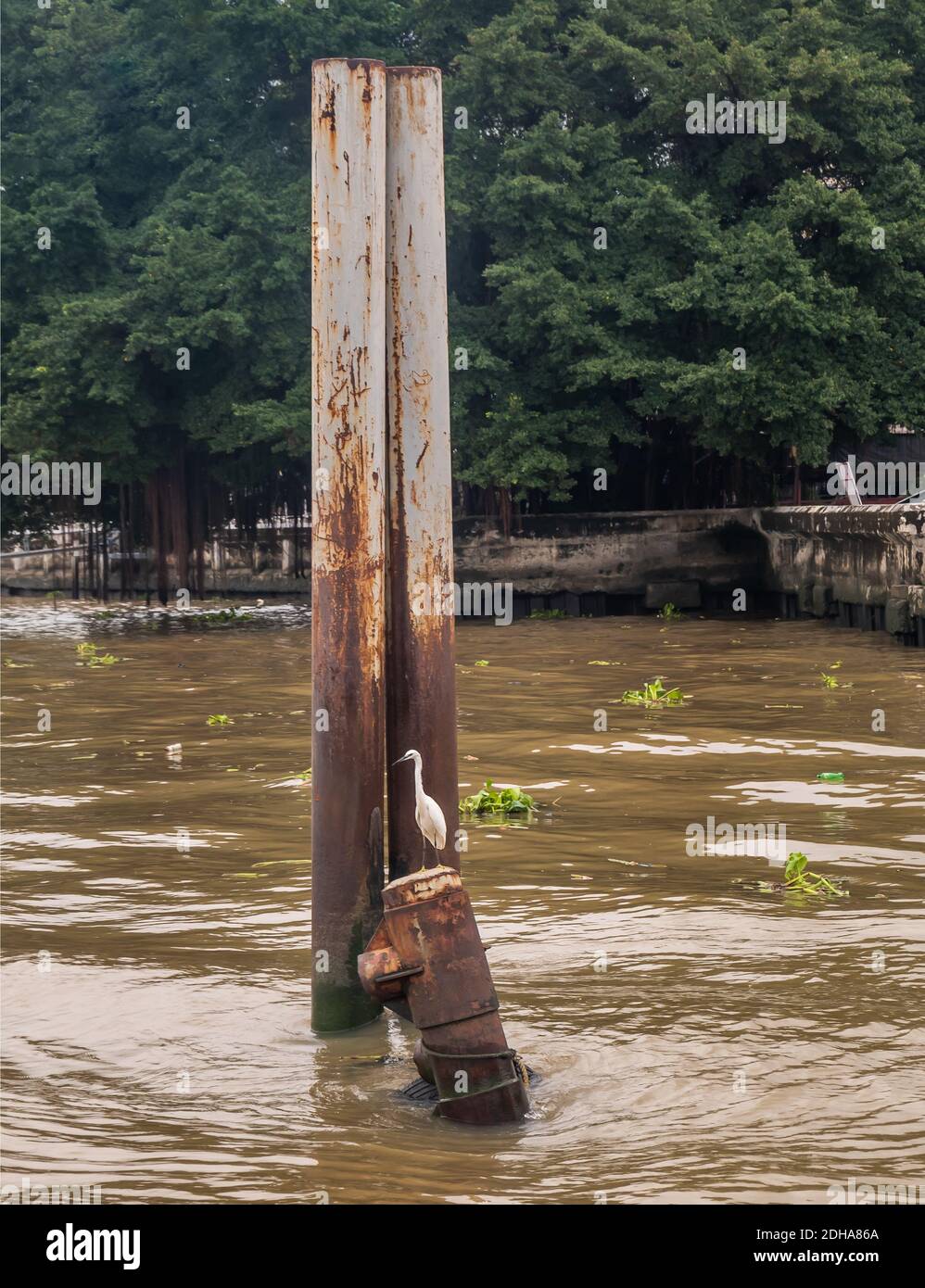 White egret bird perched on the Iron buoy at Chao Phraya River on sunny ...