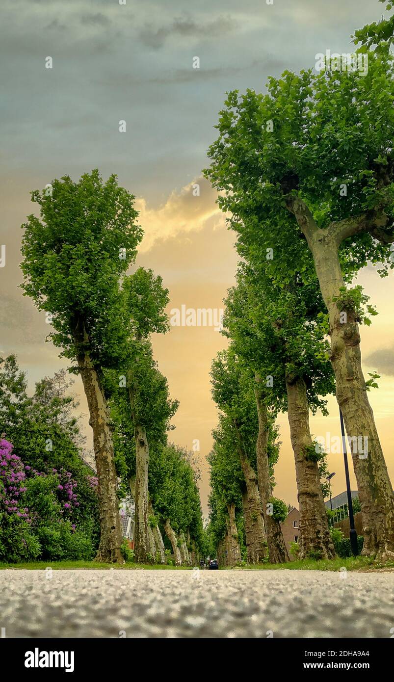 Close up view green trees hi-res stock photography and images - Alamy