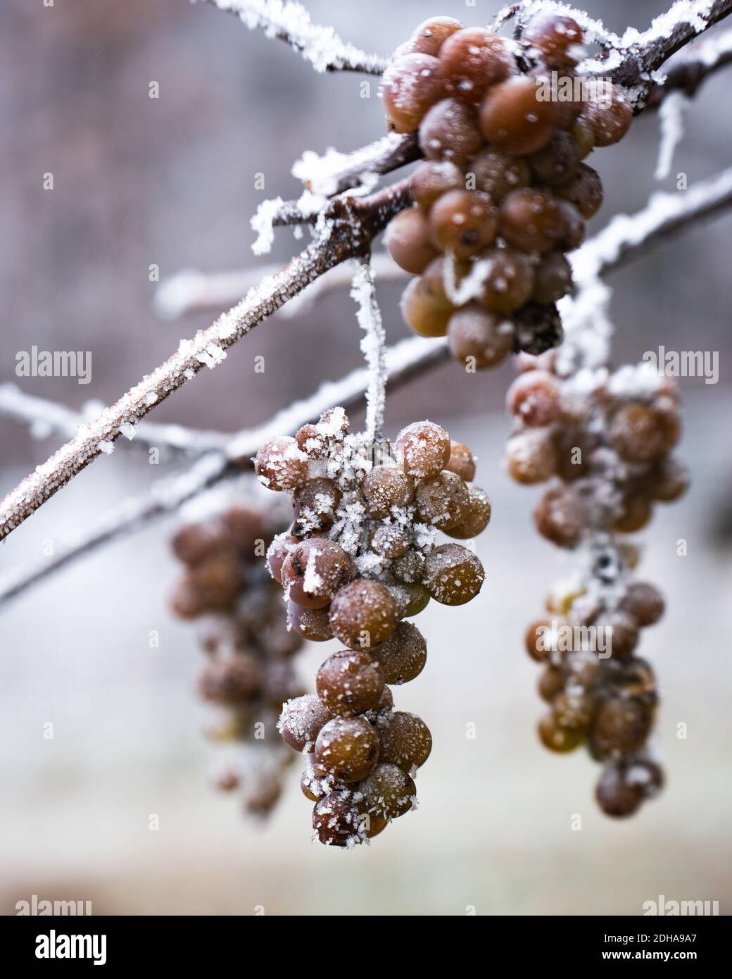 Grapes on a branch hi-res stock photography and images - Alamy