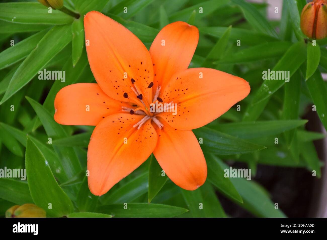 Orange lily flower (Lilium bulbiferum) in garden pot, intense color ...