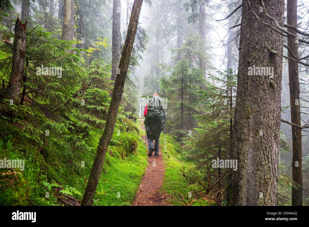 Hike in the forest Stock Photo - Alamy
