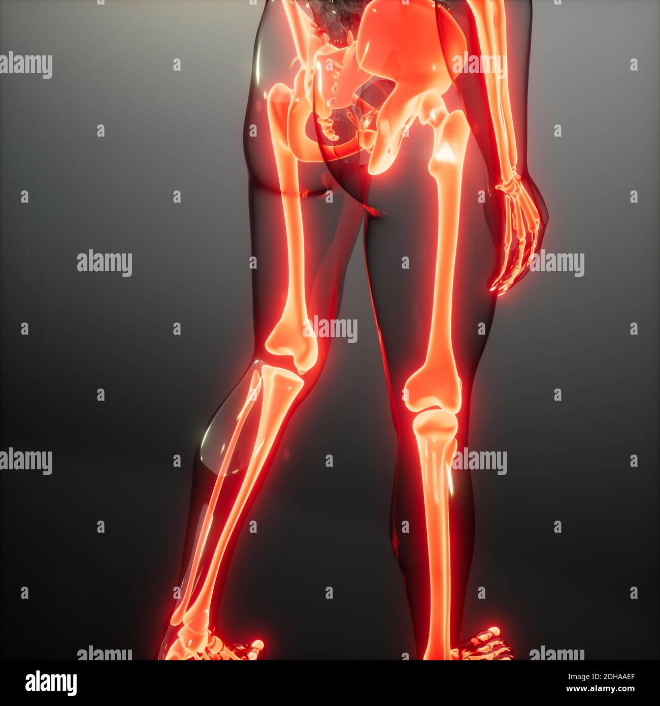 Transparent Human Body with Visible Bones Stock Photo - Alamy
