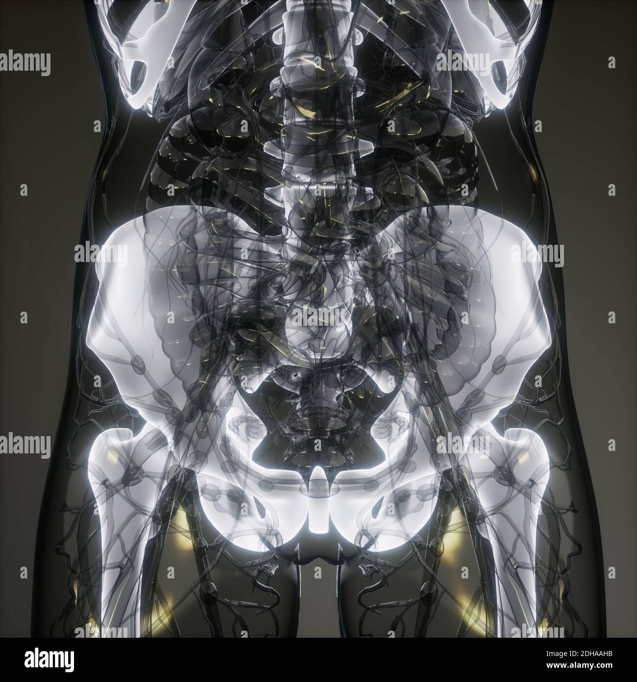 Transparent Human Body with Visible Bones Stock Photo - Alamy