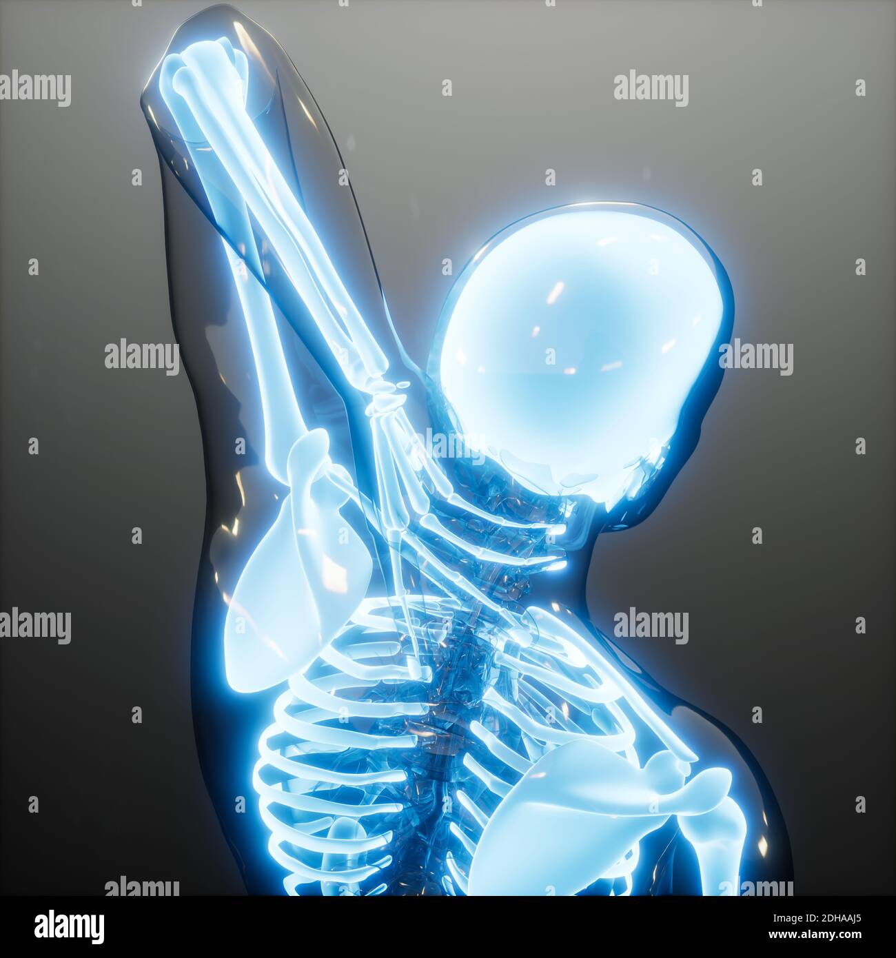 Transparent Human Body with Visible Bones Stock Photo - Alamy