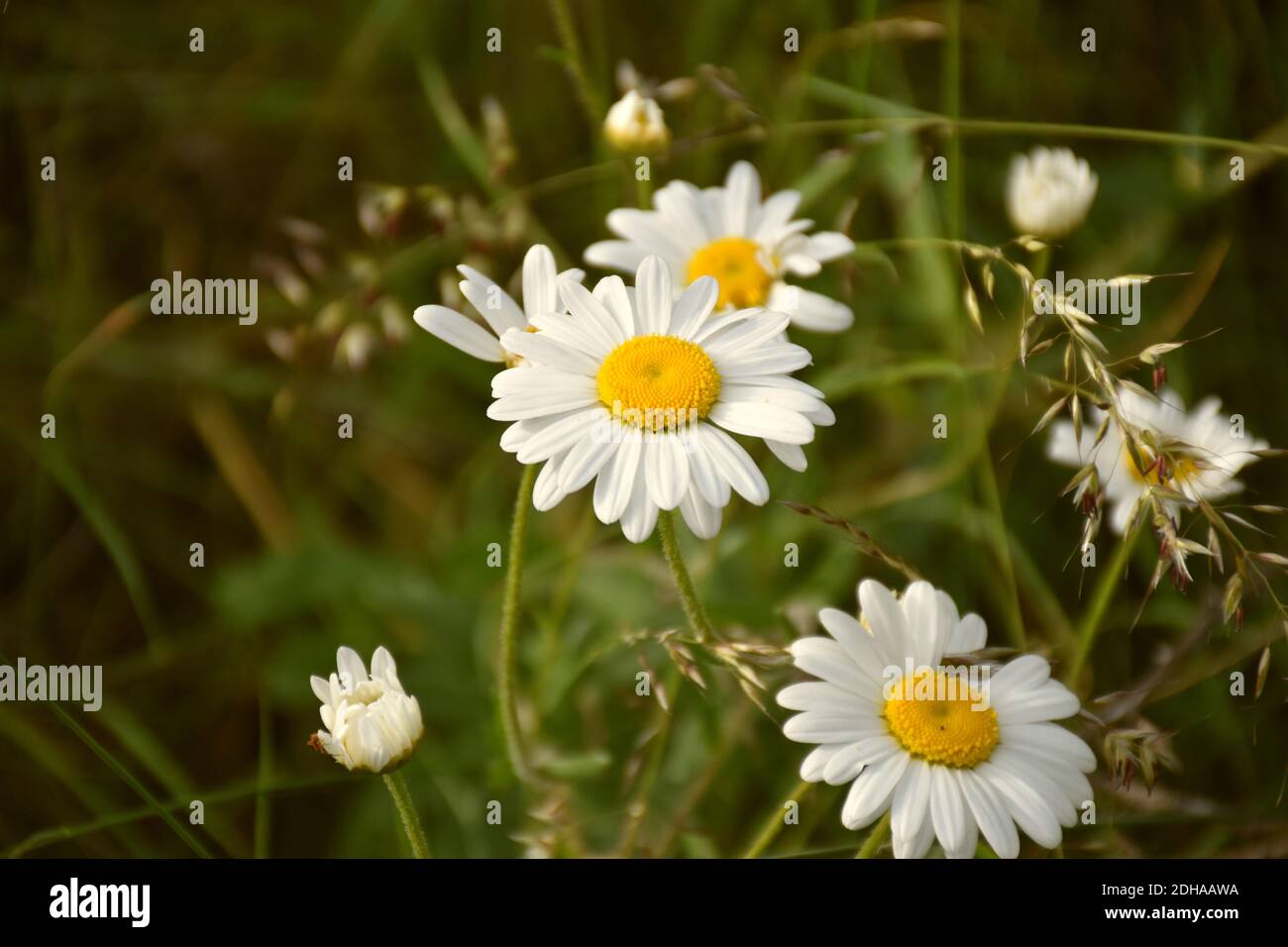 Daisy flower (Bellis perennis) in mountain field. It has different uses ...