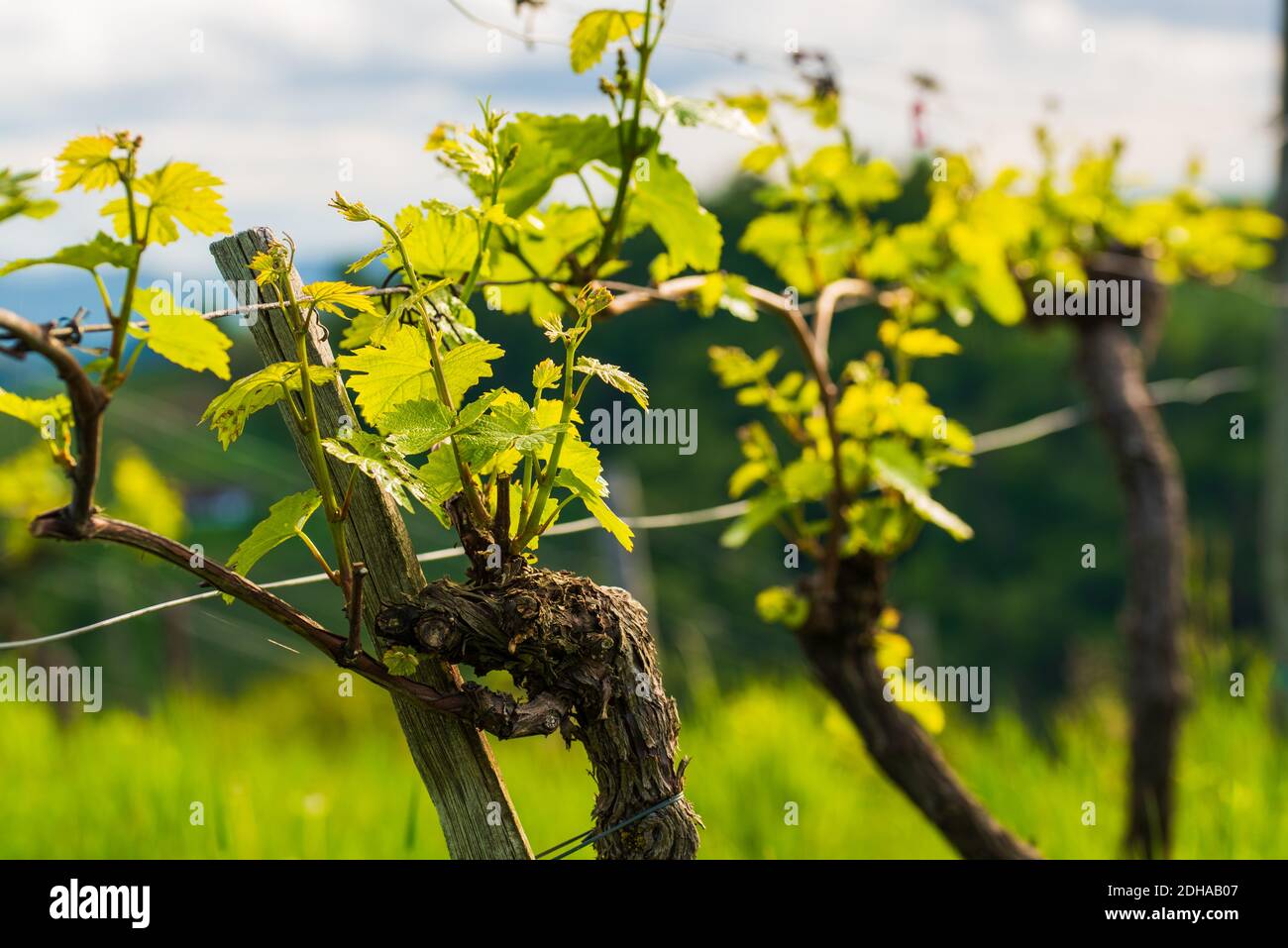 Crops of grape plants cultivated for wine. Spring time in Austrian ...