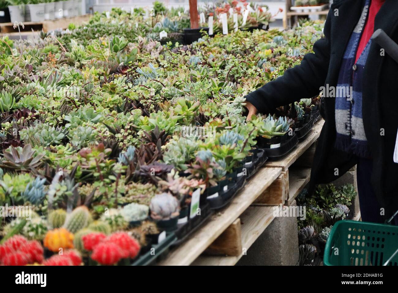 Cactus and Succulent display in Retail Garden Center Stock Photo - Alamy