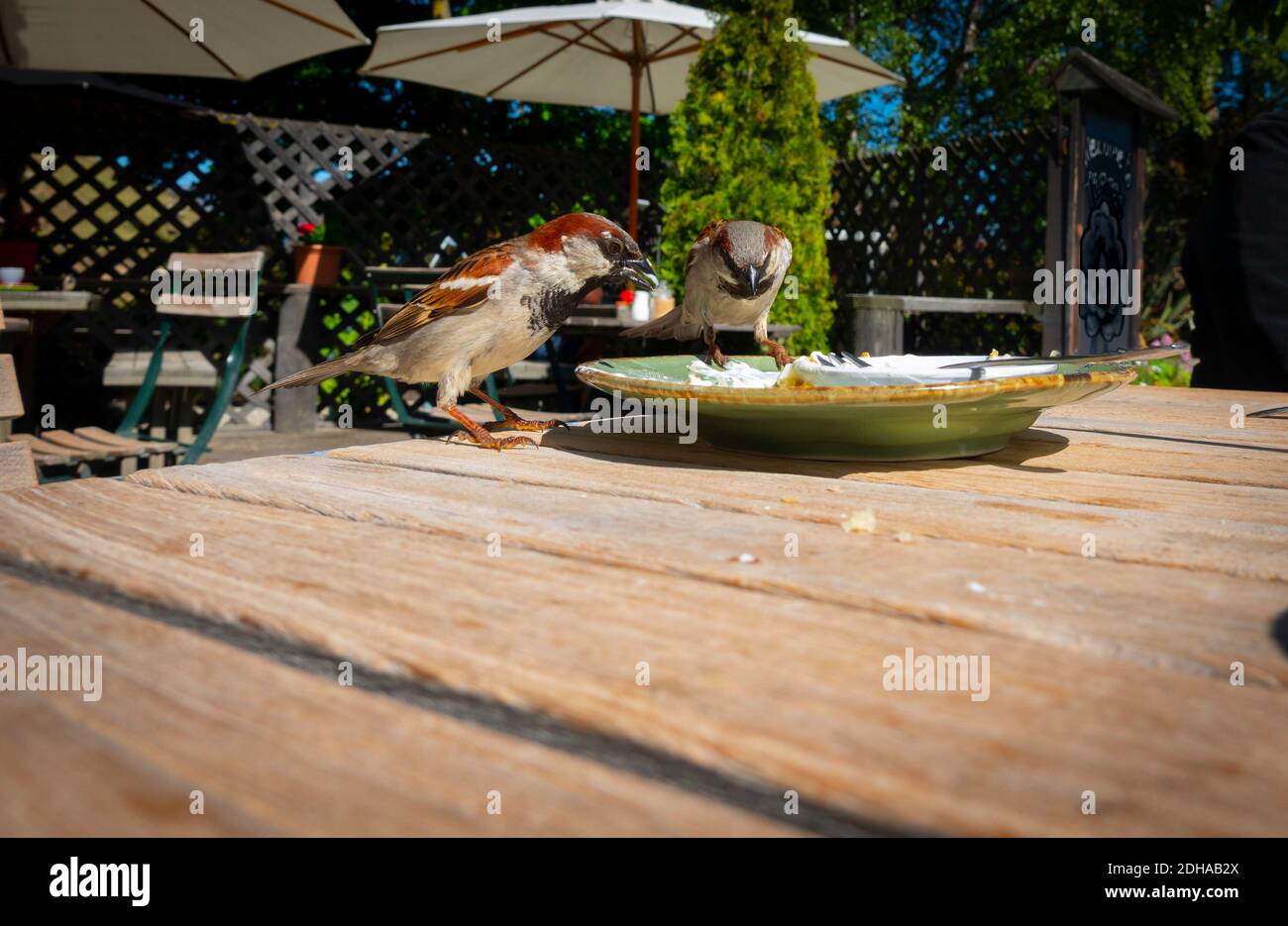 Passer domesticus male bird table hi-res stock photography and images ...