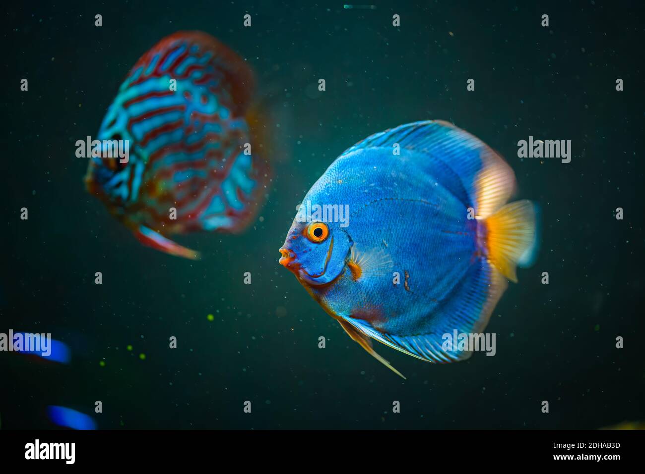 Blue fish from the spieces Symphysodon discus closeup Stock Photo - Alamy