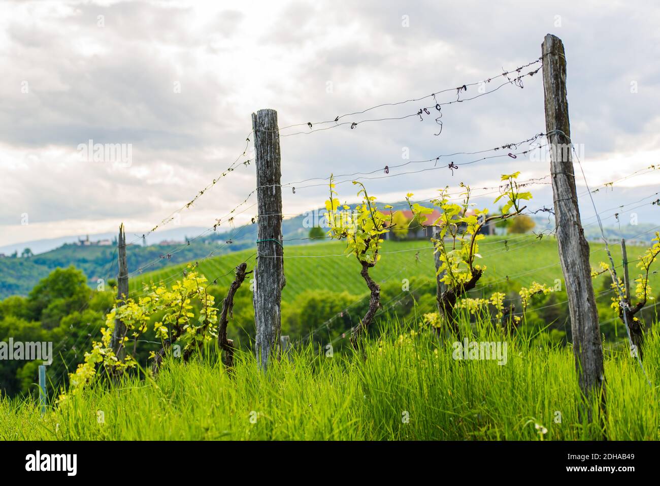 Crops of grape plants cultivated for wine. Spring time in Austrian ...
