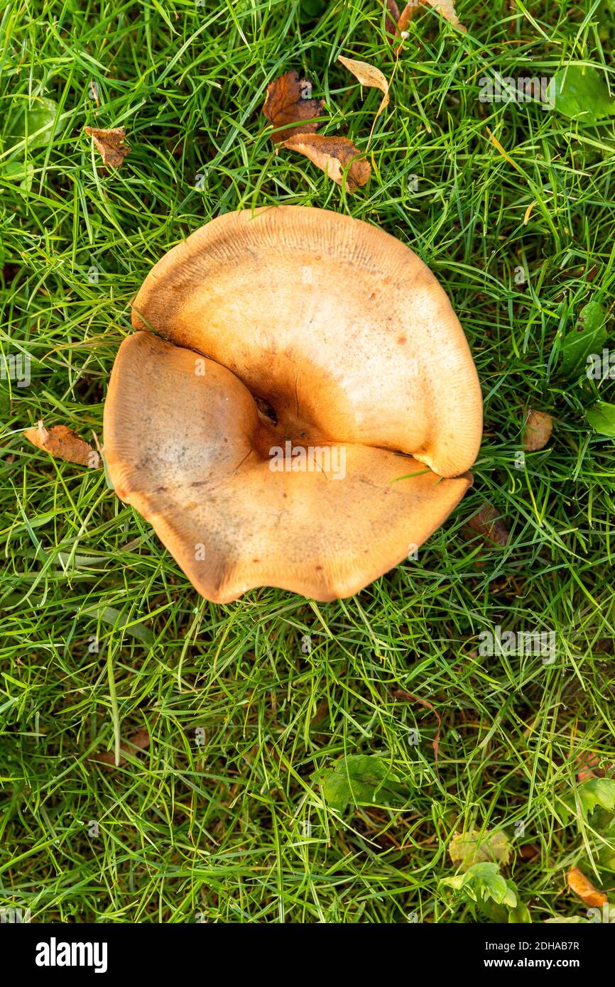 A top view of a paxillus involutus mushroom in a field covered in the ...