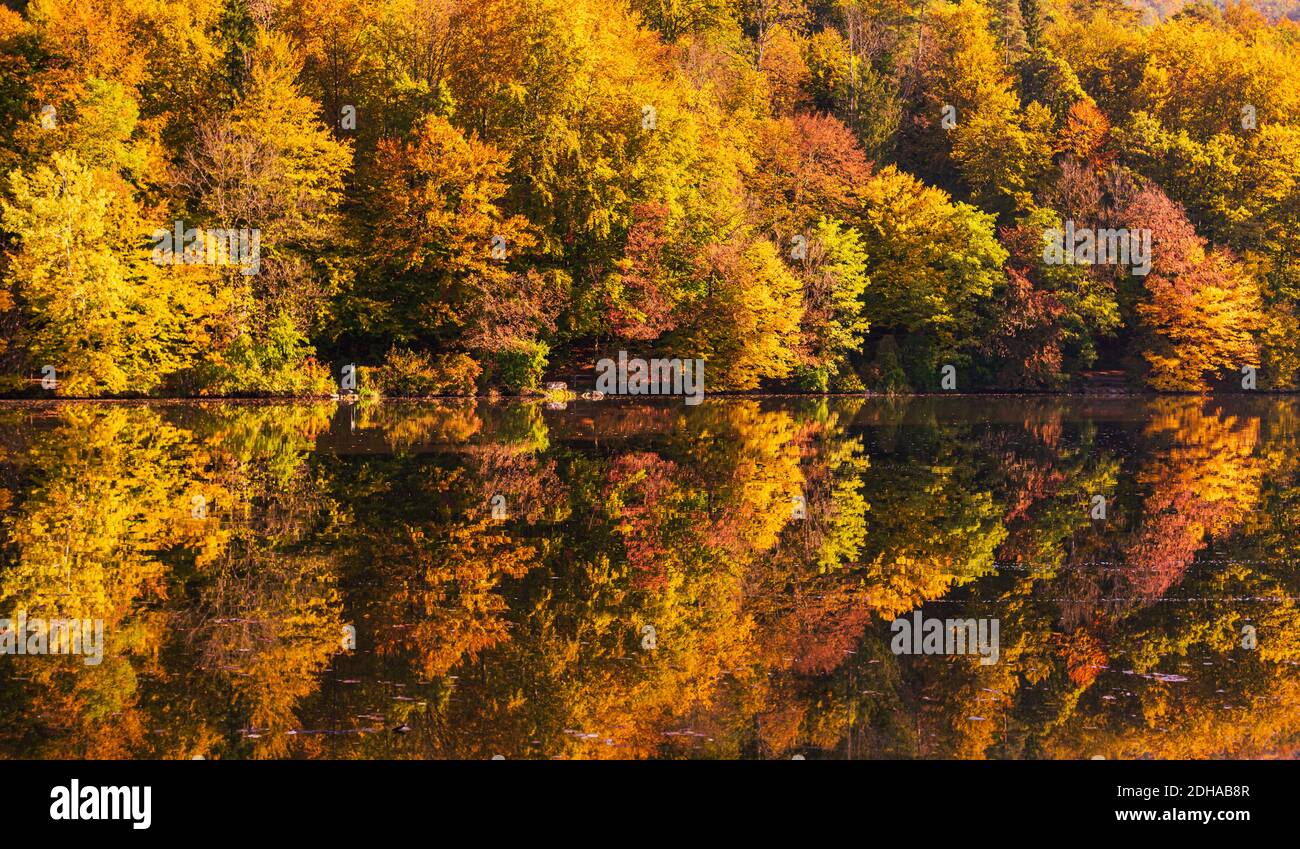 Lake fog landscape with Autumn foliage and tree reflections in Styria ...