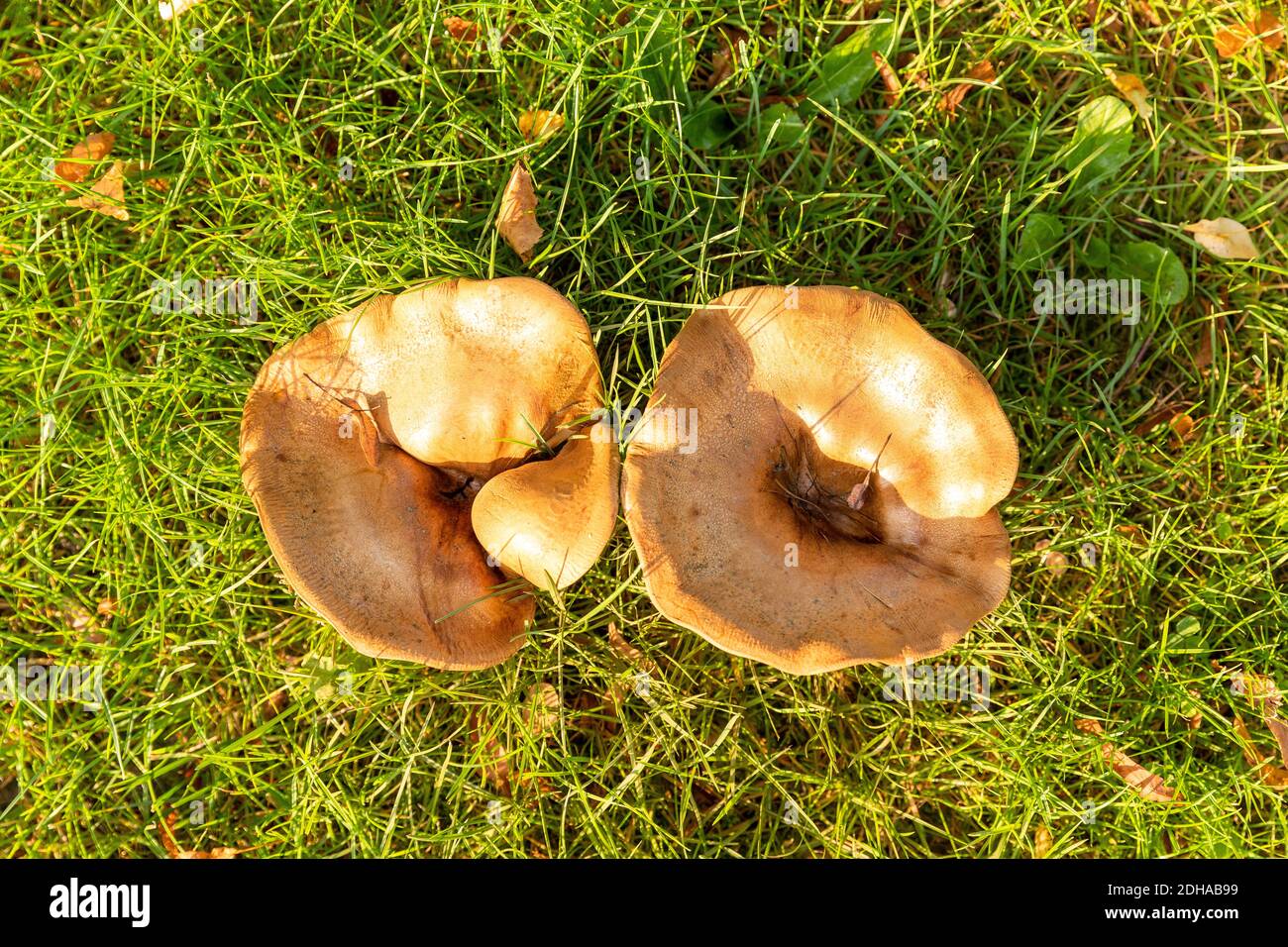 A top view of paxillus involutus mushrooms in a field covered in the ...