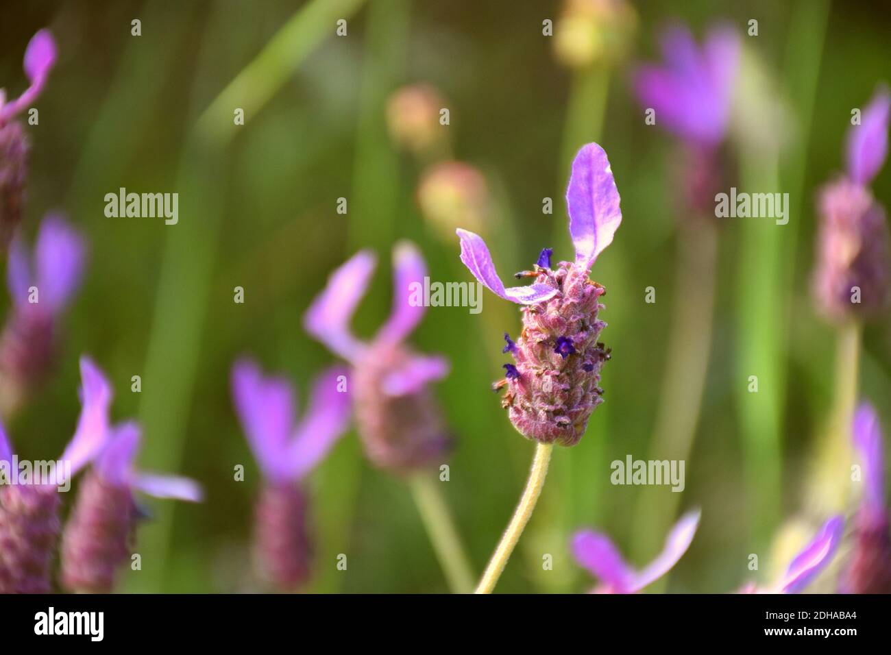 Dark purple flowers of Lavandula stoechas in mountain terraces Stock ...