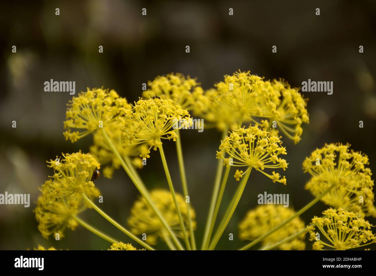 Thapsia hi-res stock photography and images - Alamy