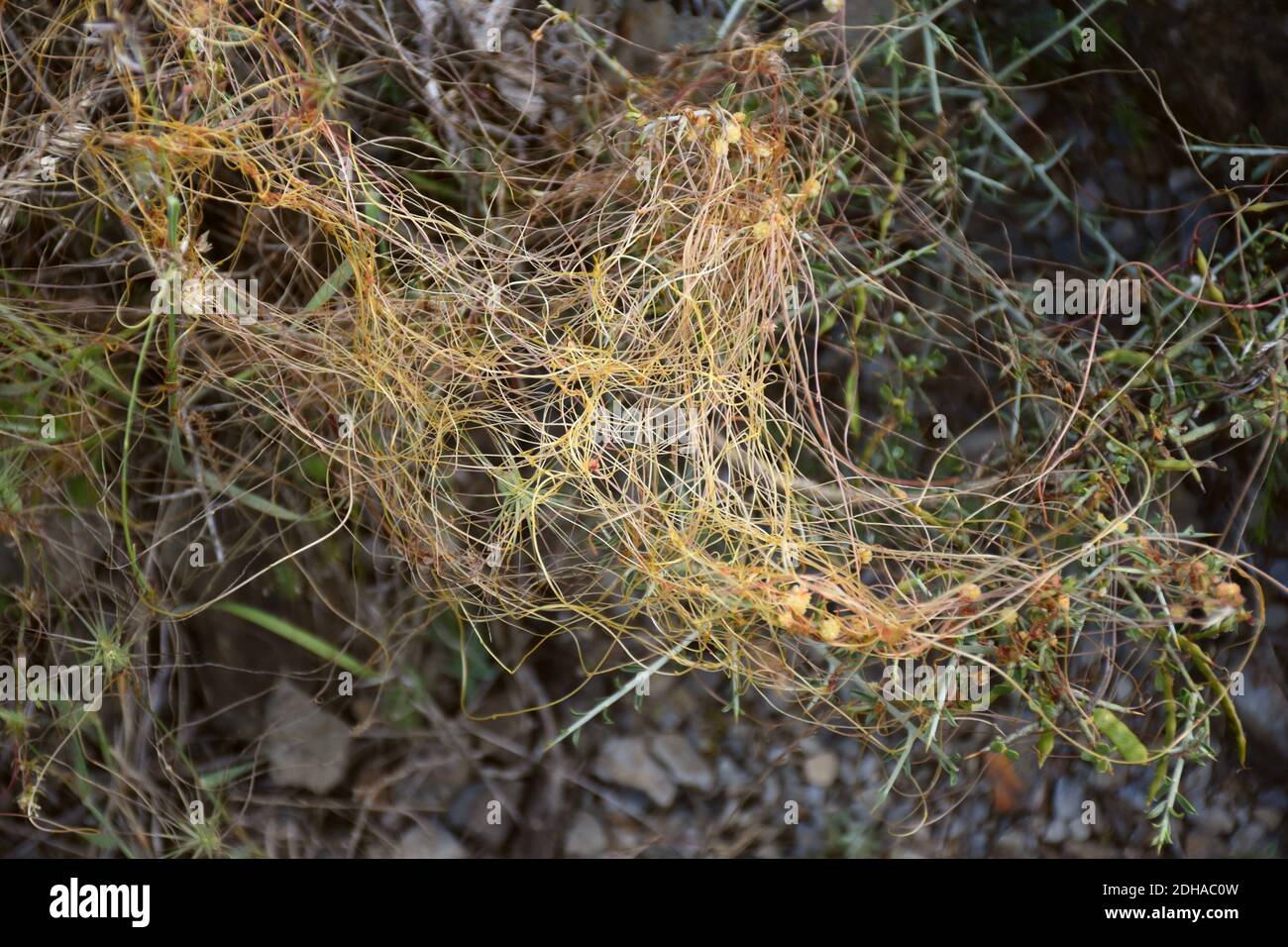 Parasitic plant called cuscuta epiphytum hi-res stock photography and ...
