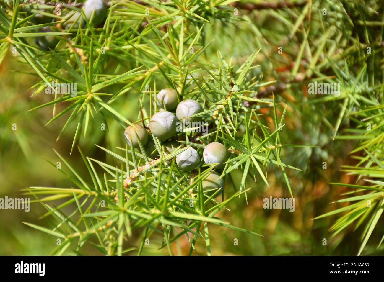 Fruit of common juniper (Juniperus communis). Its fruits are used to ...