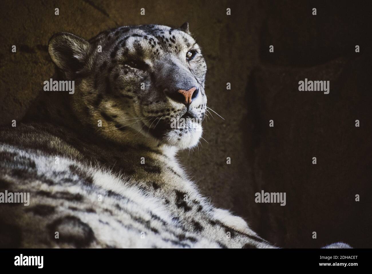 Closeup profile snow leopard face hi-res stock photography and images ...