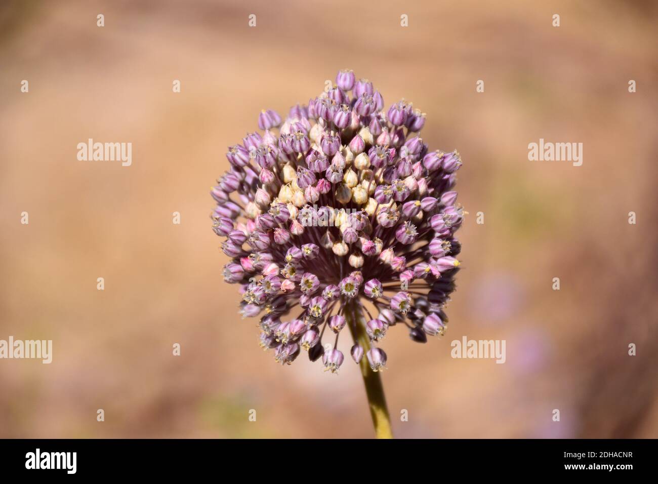 Blooming leek garlic (Allium ampeloprasum) on road shoulder Stock Photo ...