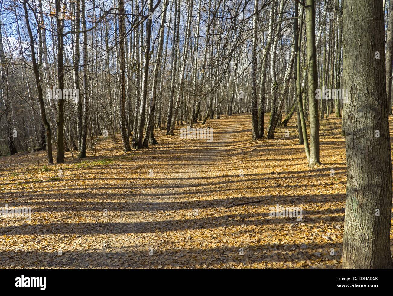Sunny forest path hi-res stock photography and images - Alamy