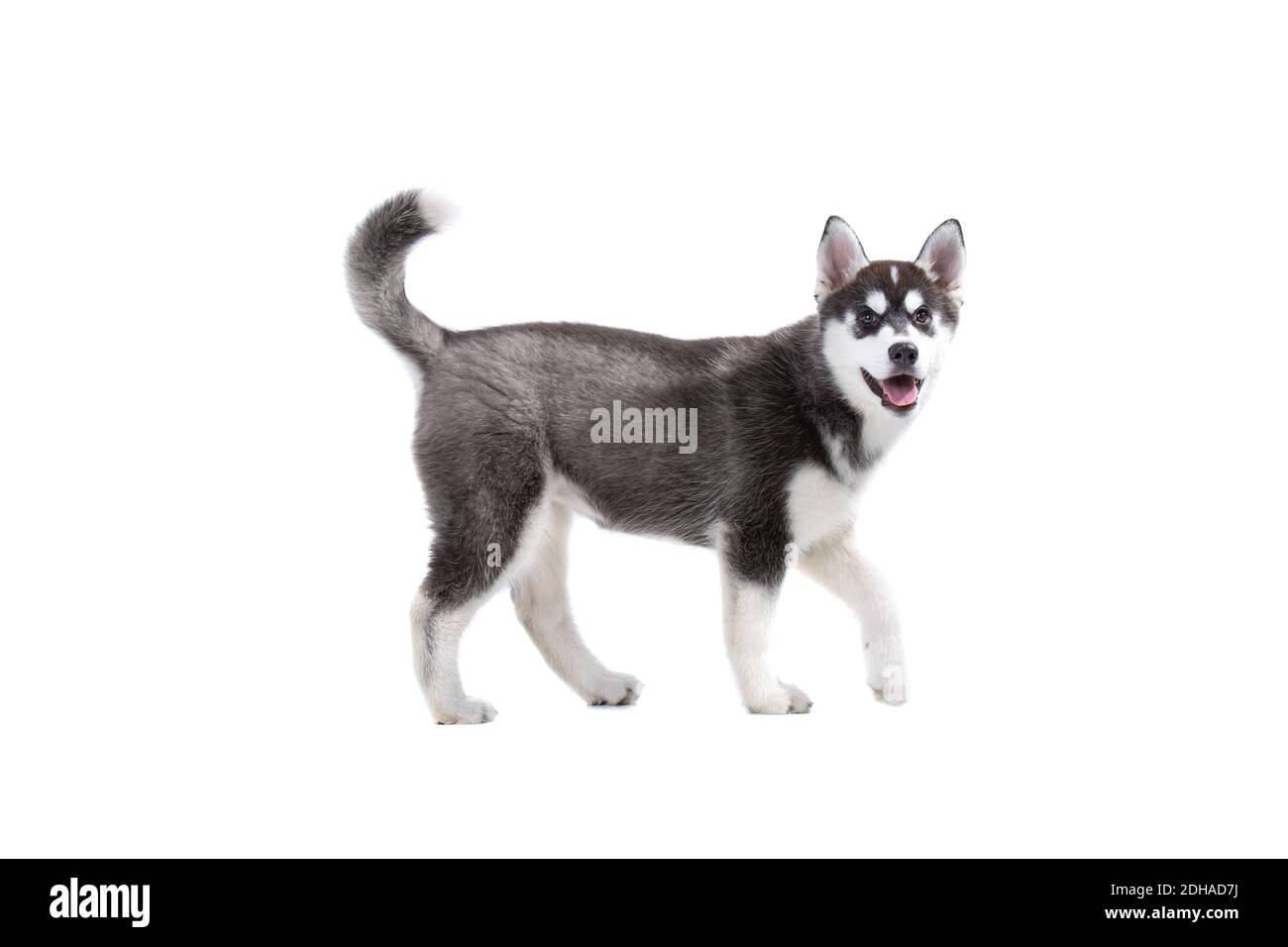 Pure Black Husky Puppy