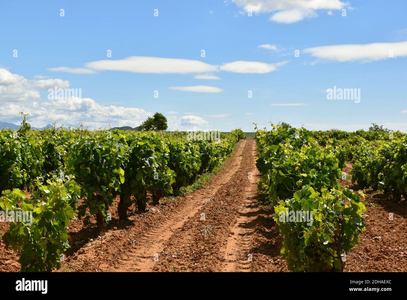 Large rows of vineyard in full growth with tractor tracks on the ground ...