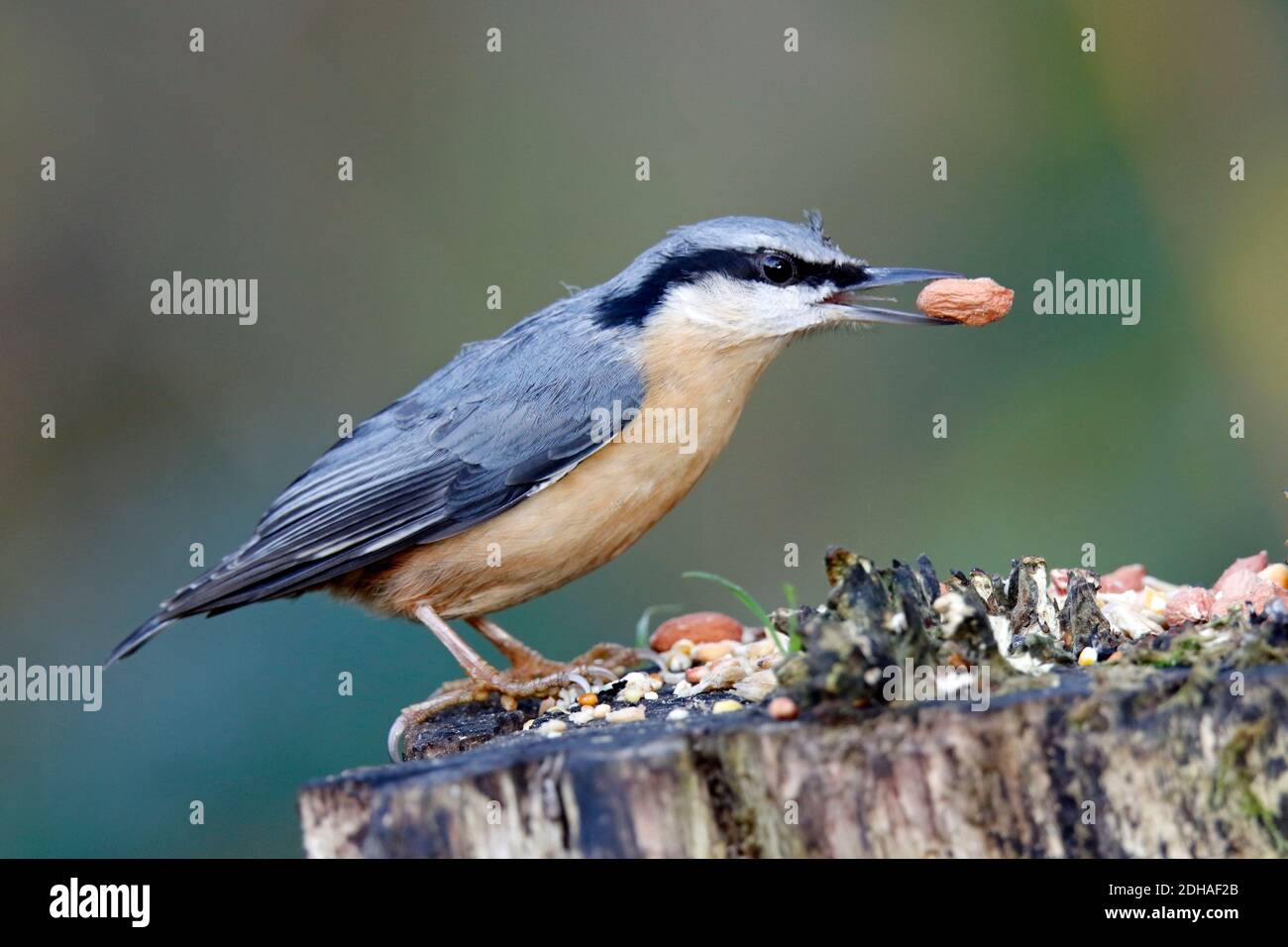 Eurasian nuthatch collecting food in the woods Stock Photo - Alamy