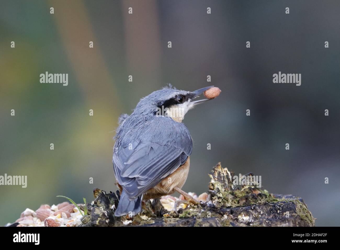 Eurasian nuthatch collecting food in the woods Stock Photo - Alamy
