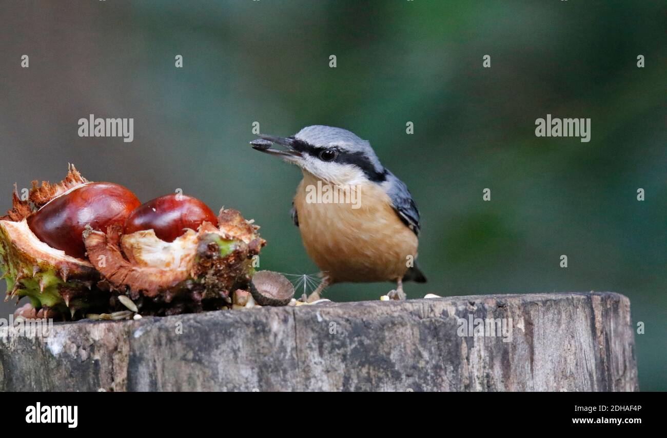 Eurasian nuthatch collecting food in the woods Stock Photo - Alamy