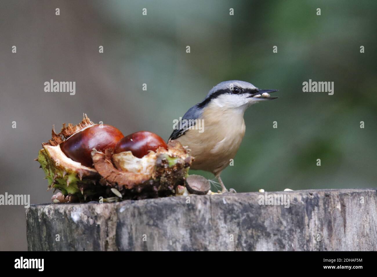 Eurasian nuthatch collecting food in the woods Stock Photo - Alamy
