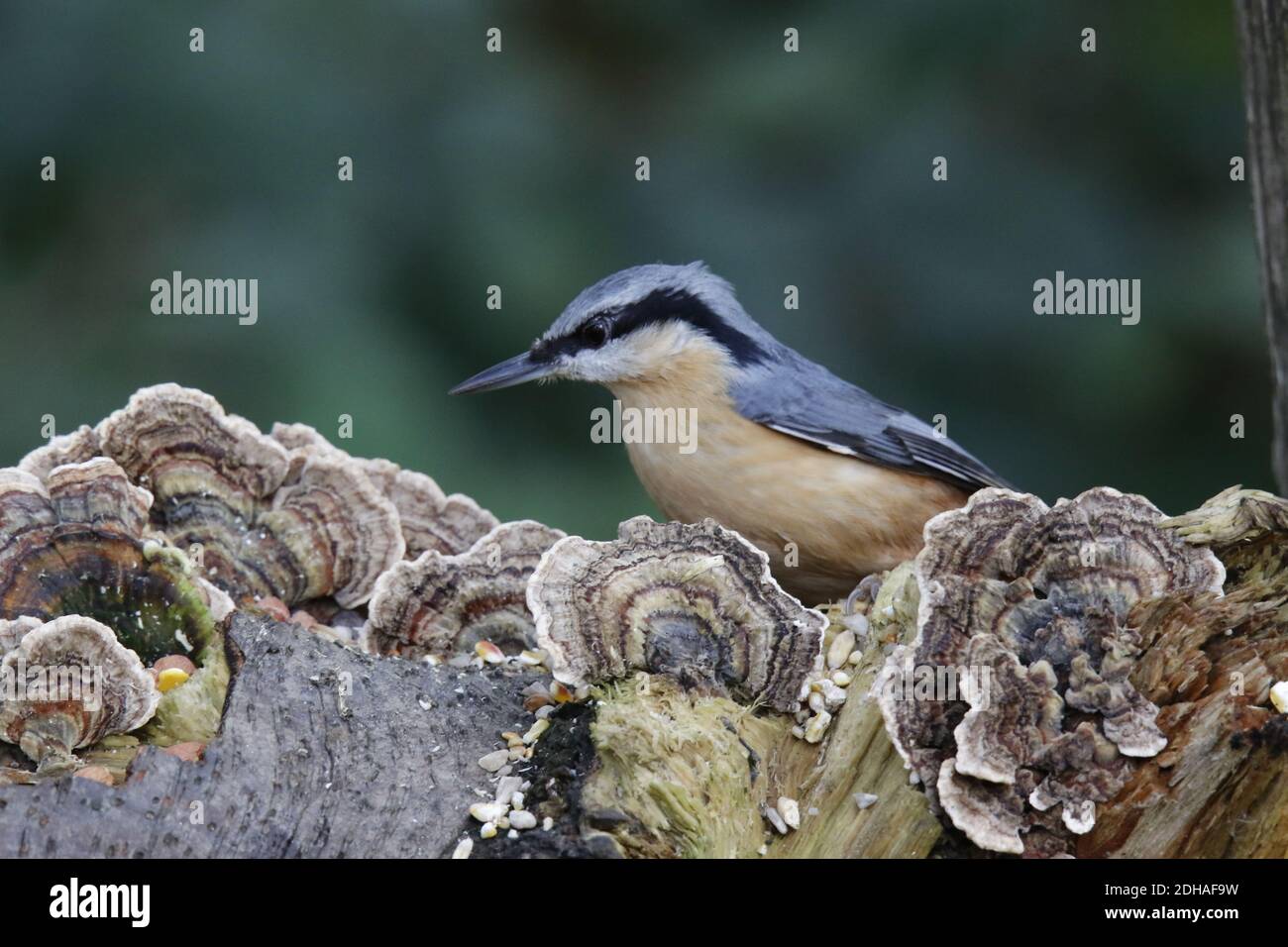 Eurasian nuthatch collecting food in the woods Stock Photo - Alamy