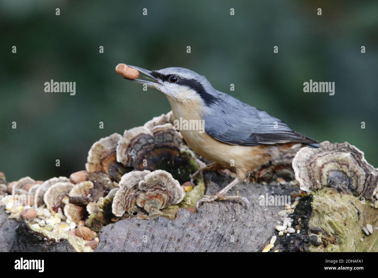 Eurasian nuthatch collecting food in the woods Stock Photo - Alamy