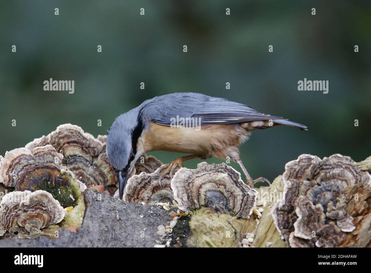 Eurasian nuthatch collecting food in the woods Stock Photo - Alamy