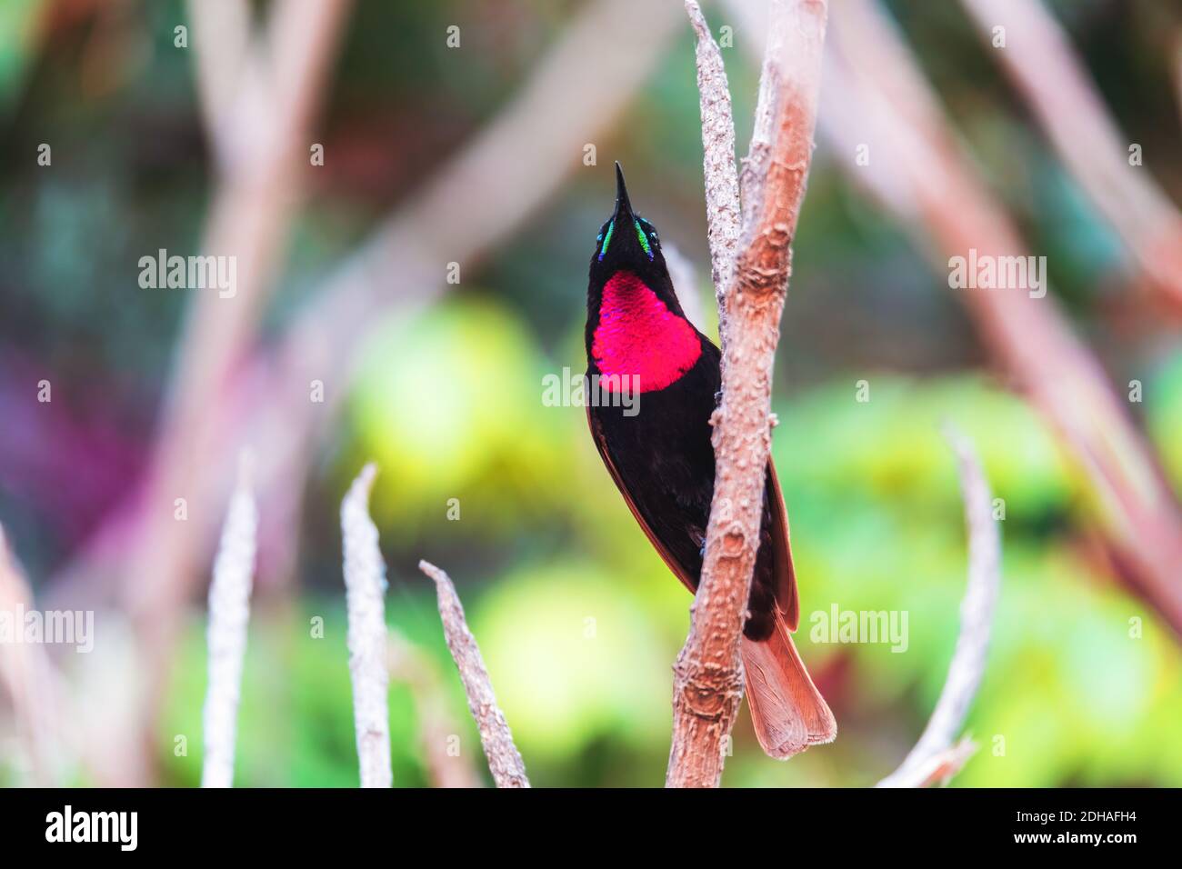 Scarlet chested sunbird hi-res stock photography and images - Alamy