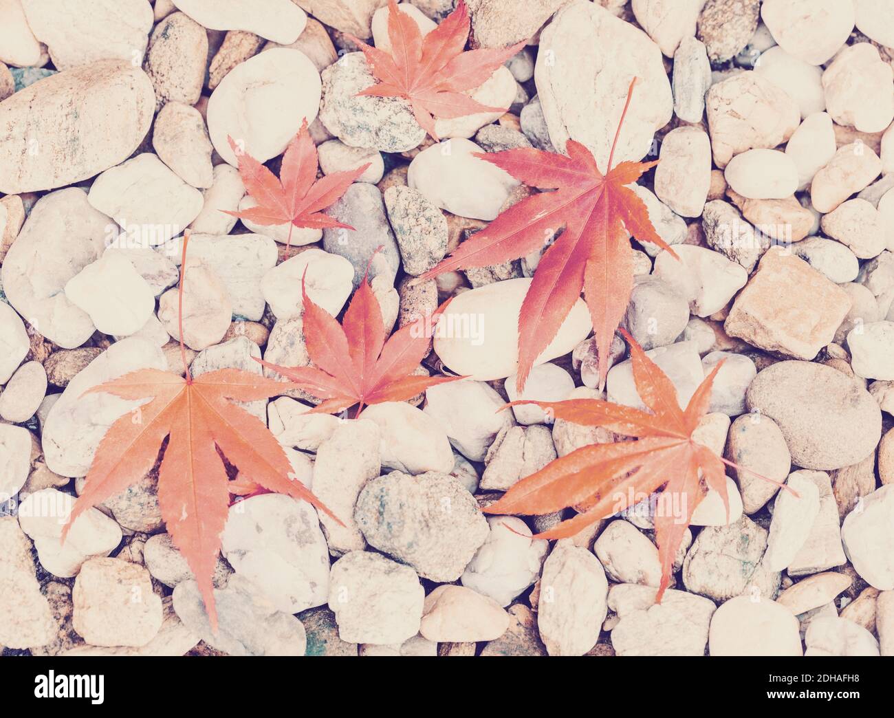 Autumn Leaves over pebbles background Stock Photo - Alamy