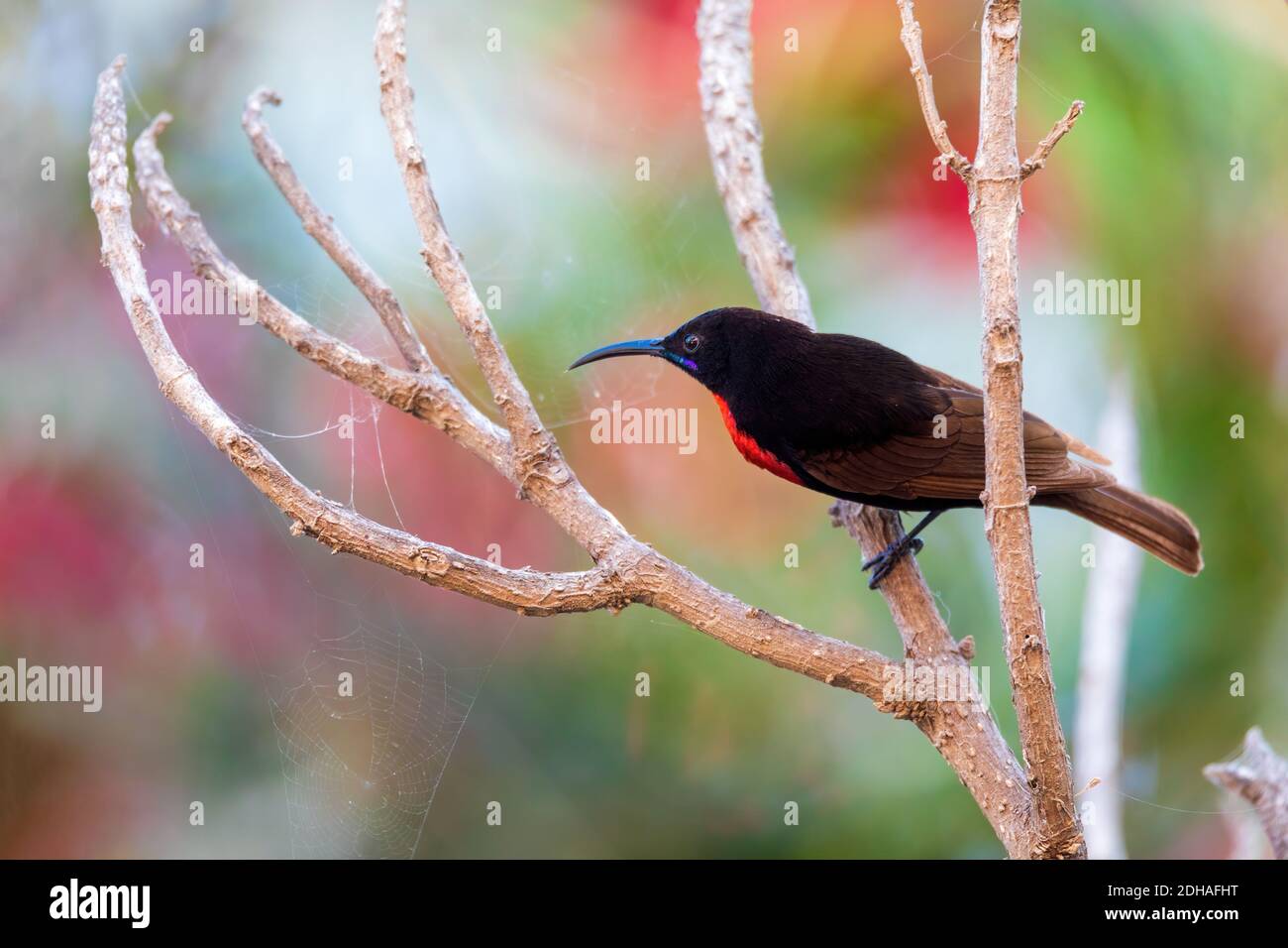 Scarlet-chested sunbird, Chalcomitra senegalensis, Ethiopia Stock Photo ...