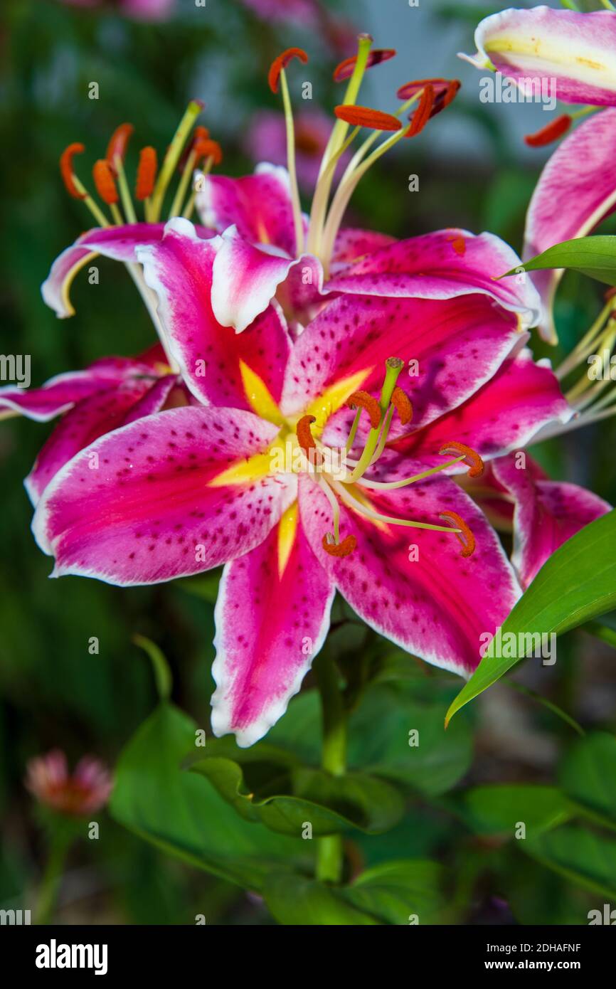 Oriental lilies garden hi-res stock photography and images - Alamy