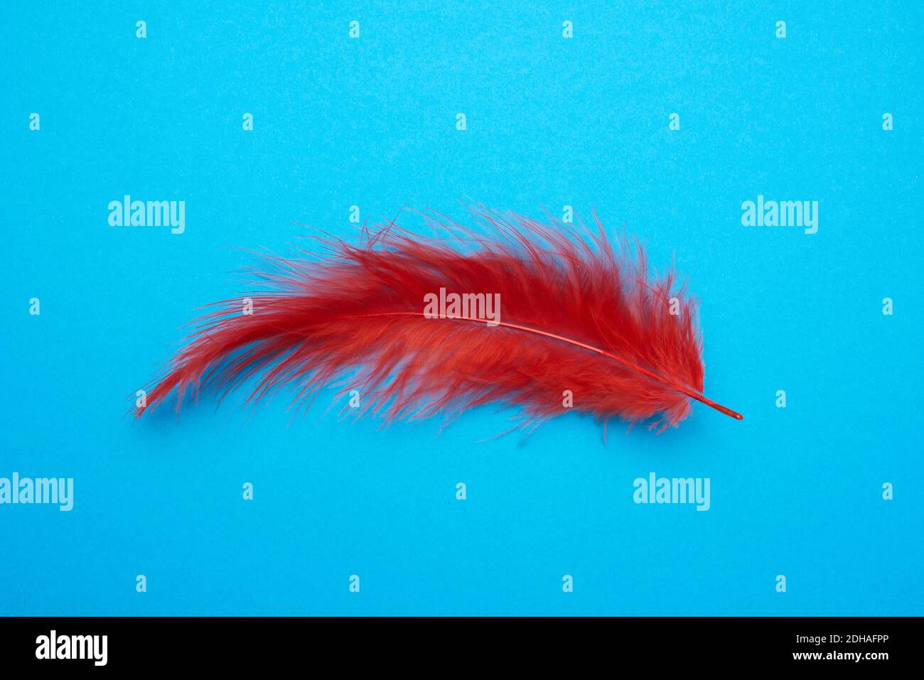 Red feather on a light blue background Stock Photo - Alamy