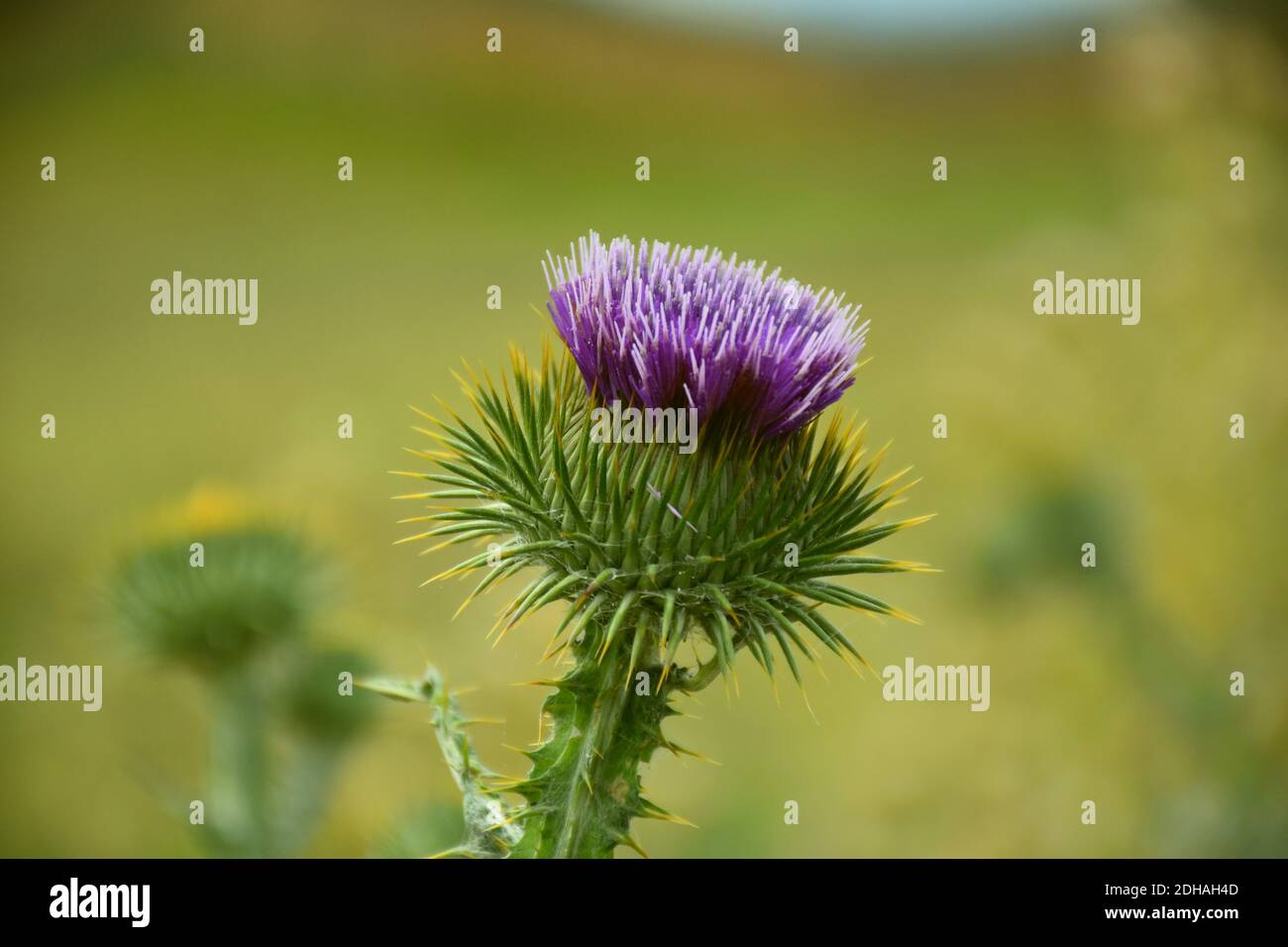 Purple thistle flower (Carduus) on road shoulder Stock Photo - Alamy